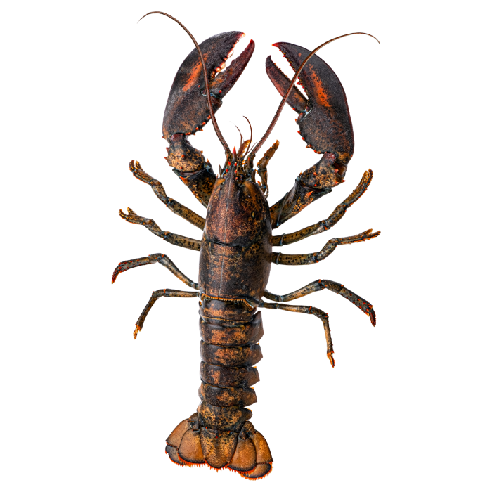 Raw whole lobster 500 - 550 grams GOURMET CHEF | Food Project