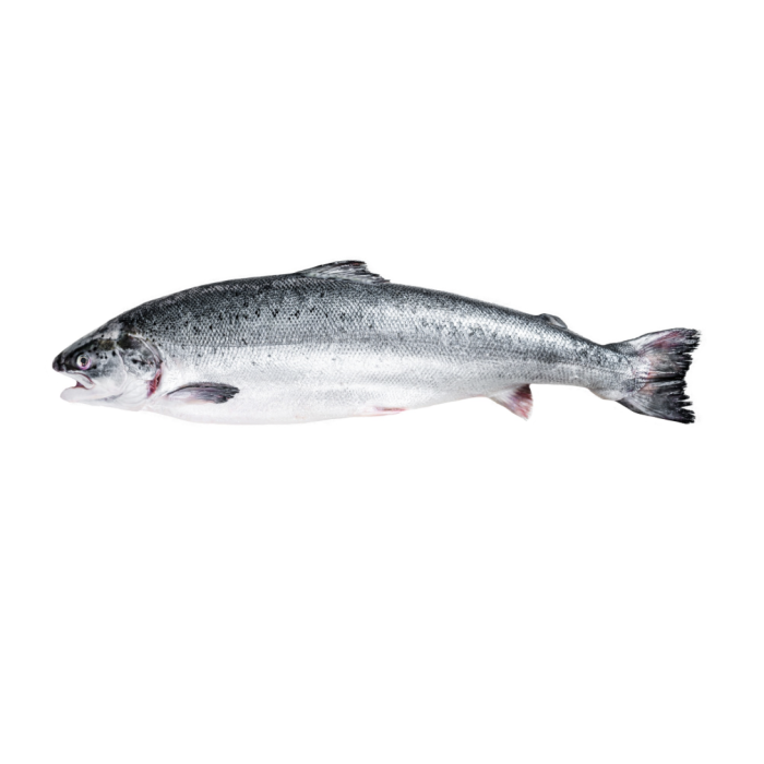 Himalayan Trout คุณภาพสูง | วัตถุดิบพรีเมียมสำหรับร้านอาหารและโรงแรม ...