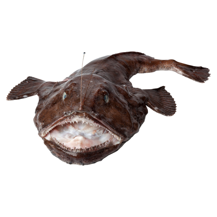 ปลาอังโกะสดทั้งตัว ขายส่ง พรีเมียม ญี่ปุ่น | Food Project