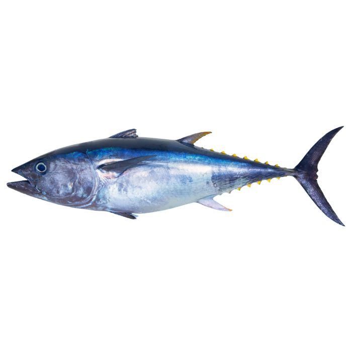 Lloyd's Bluefin Tuna - Half, Wholesale, Premium, Japan | Food Project