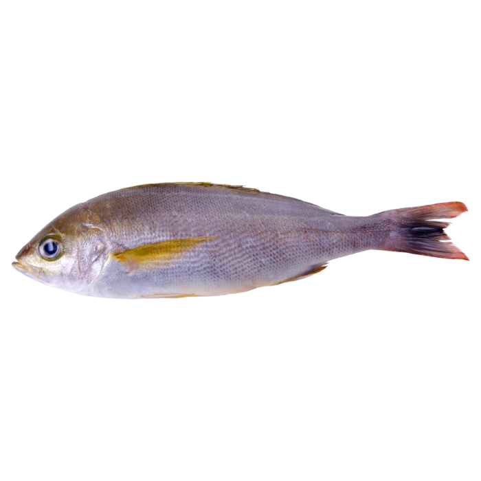 Izaki fish, wholesale, premium, Japan | Food Project