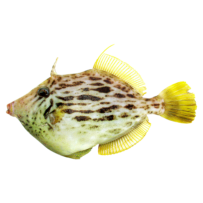 Whole fresh Kawahagi fish, wholesale, premium, Japan | Food Project