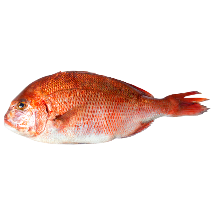 Fresh Madai fish, gills cut, gutted, wholesale, premium, Thai | Food ...