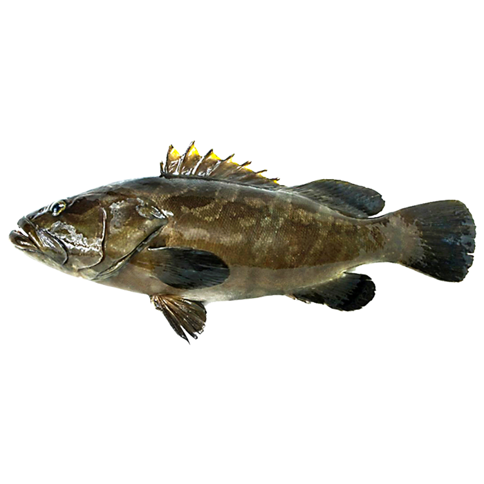 Whole fresh grouper, wholesale, premium, Japan | Food Project