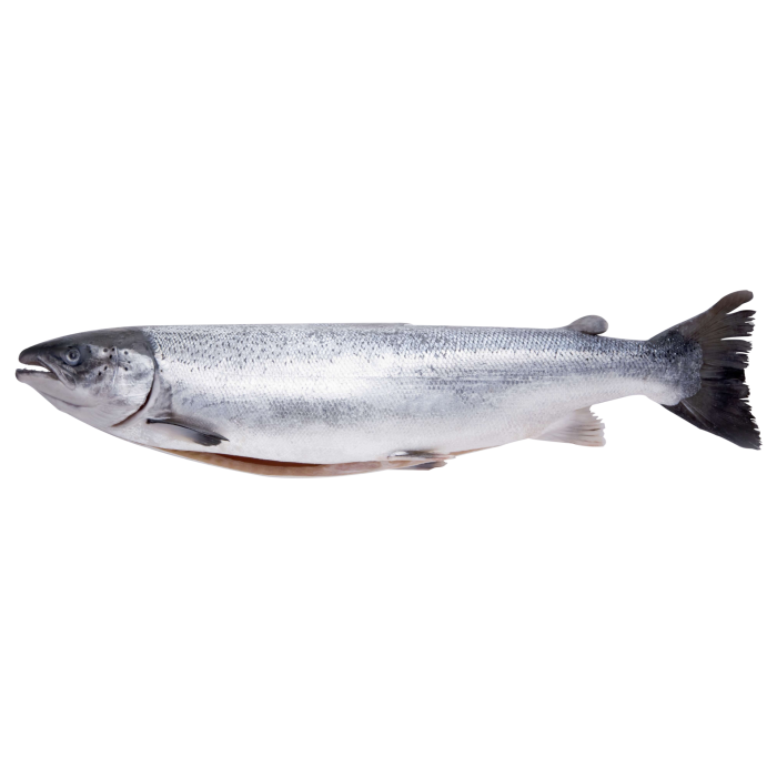 Norwegian Salmon LEROY Wholesale Premium Norway | Food Project