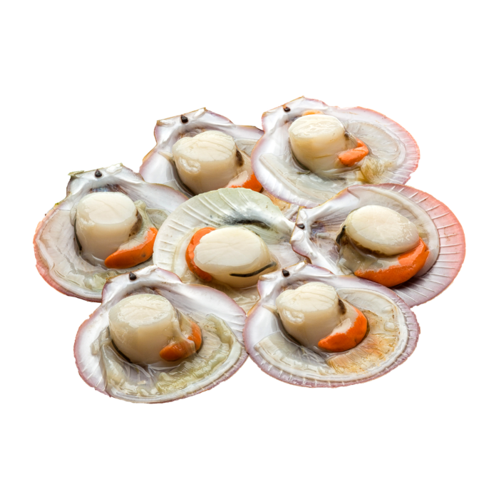 Half-shelled Hokkaido scallops, 8-9 cm., wholesale, premium, Japan ...