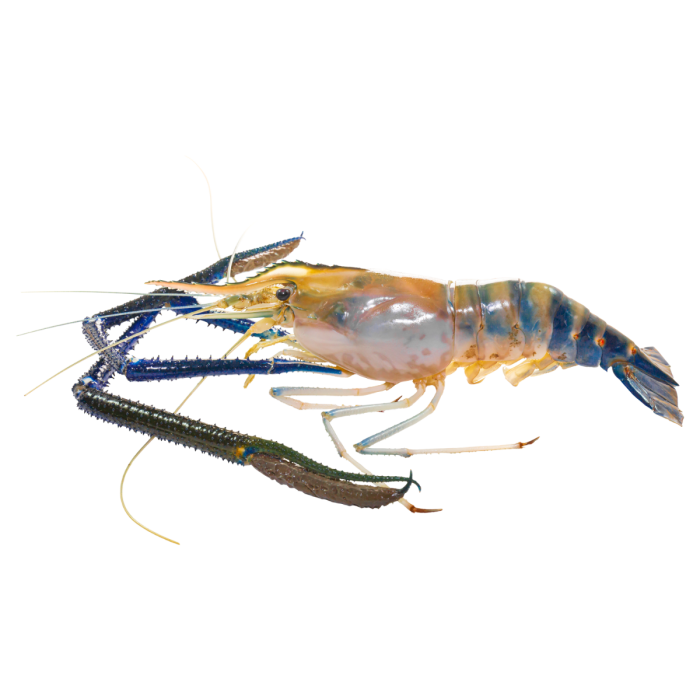 5 whole river prawns, SEA SCOUT, wholesale, premium, Bangladesh | Food ...