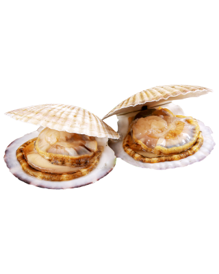 Wholesale Scallops, Buy Scallops Online | Food Project