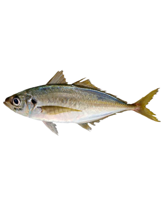 Ma aji - Fish - Seafood | Food Project