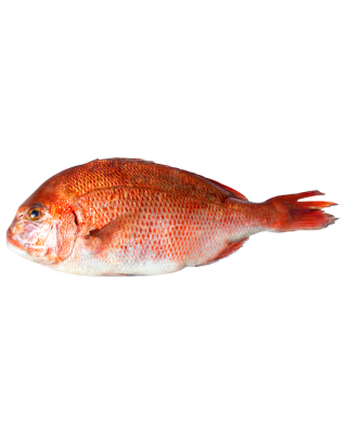 Madai - Fish - Seafood | Food Project