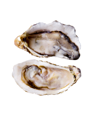 บลูซี BLUESEA ผลิตและจัดจำหน่ายวัตถุดิบจากท้องทะเล | Food Project