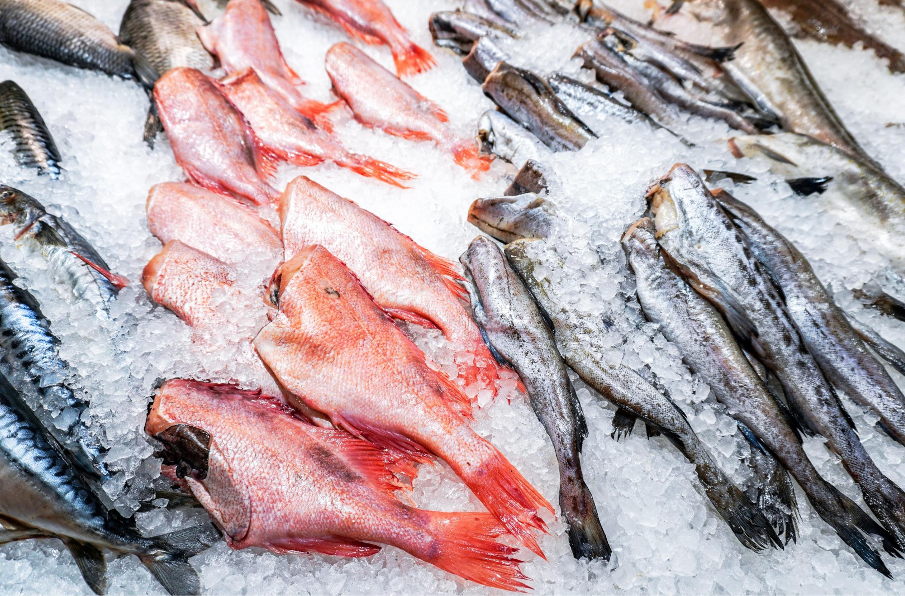 Fresh vs Frozen Seafood – Which Is Best For Your Business? | Food Project